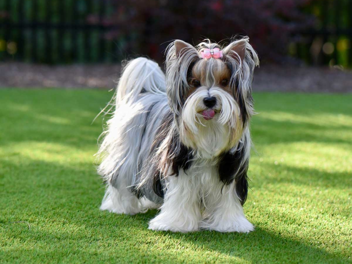 Pet Turf, Artificial Grass for Dogs Phoenix Arizona